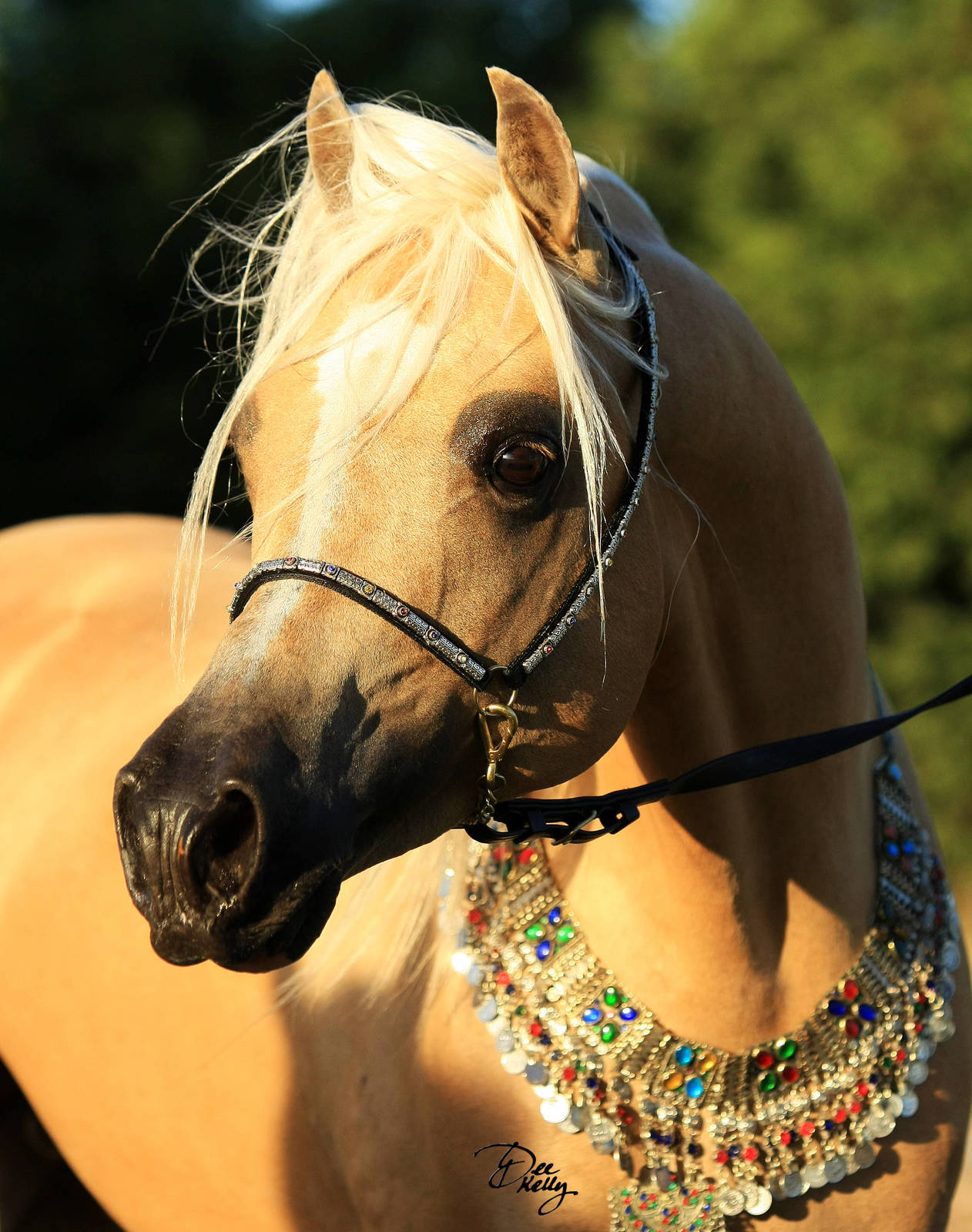 Arabian Derivative Horse Arabian Horse Society Of Australia Arabian Derivative Horse Arabian Horse Society Of Australia