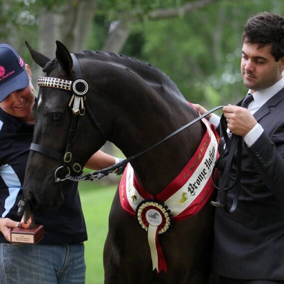 Derivative Arabian – Arabian Horse Society of Australia