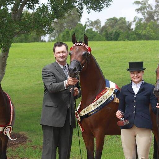 Derivative Arabian – Arabian Horse Society of Australia