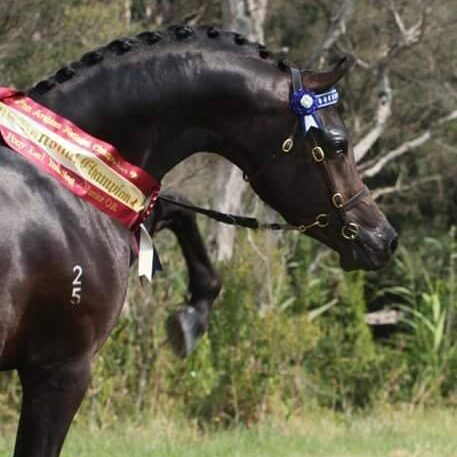 Derivative Arabian – Arabian Horse Society of Australia