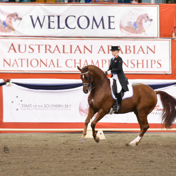 Derivative Arabian – Arabian Horse Society of Australia