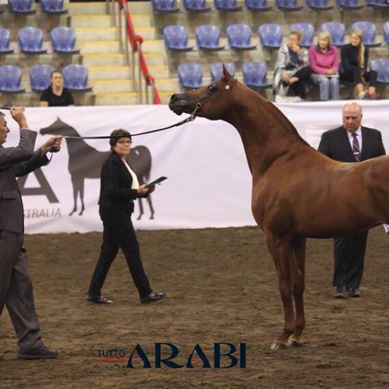 Purebred Arabian – Arabian Horse Society of Australia